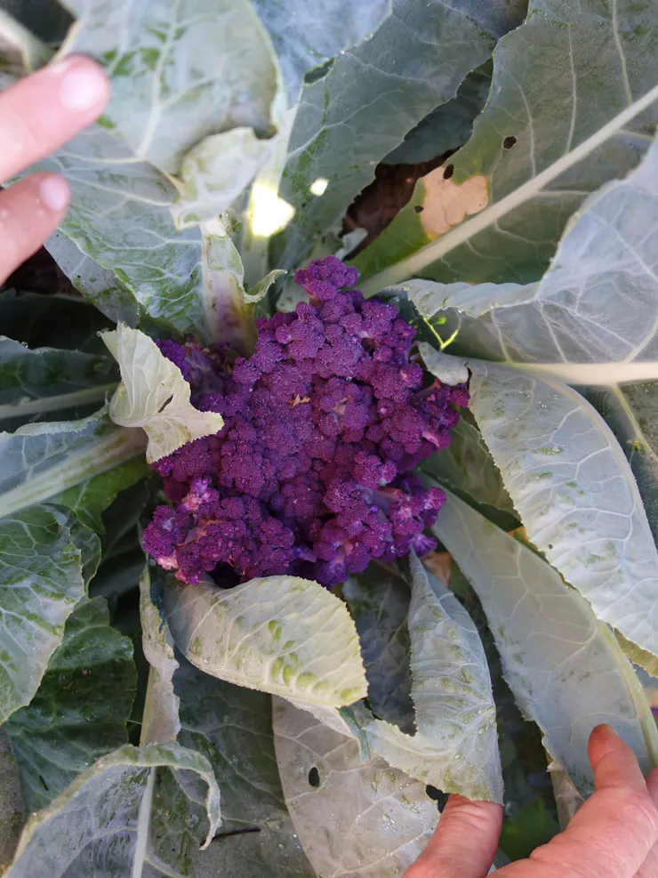 Fritz Haeg's Edible Estate #15: Twin Cities, Minnesota