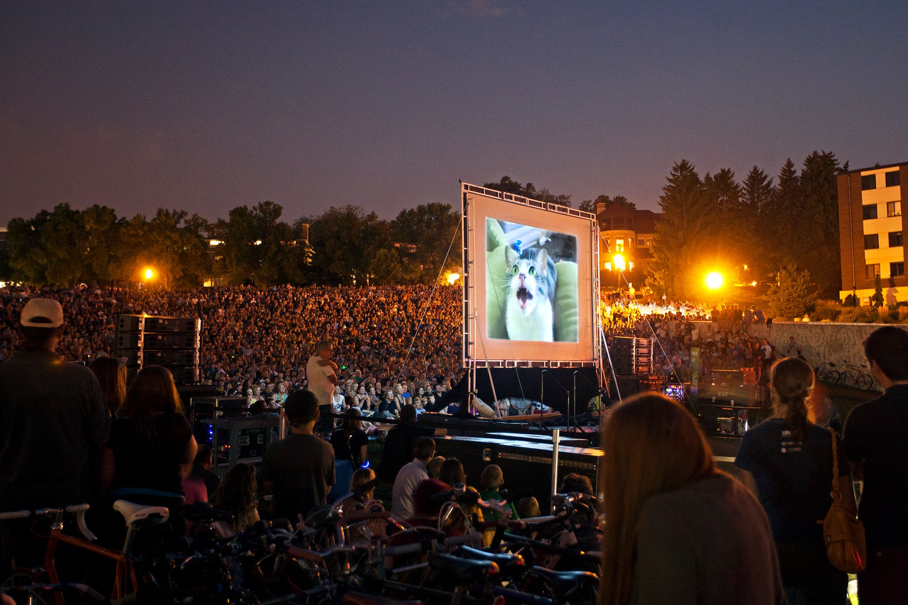 Internet Cat Video Festival 2014